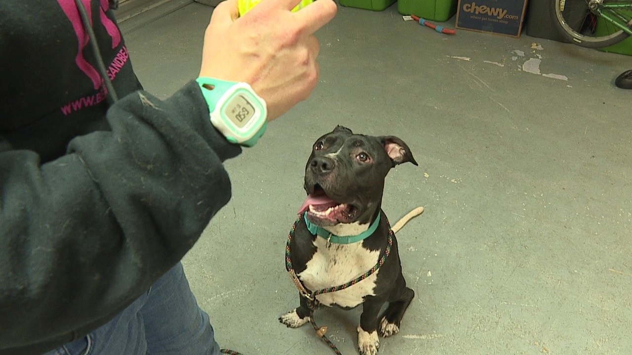 Dog punched, kicked in video is rescued and happy - KAKE Dog punched, kicked in video is rescued and happy - KAKE