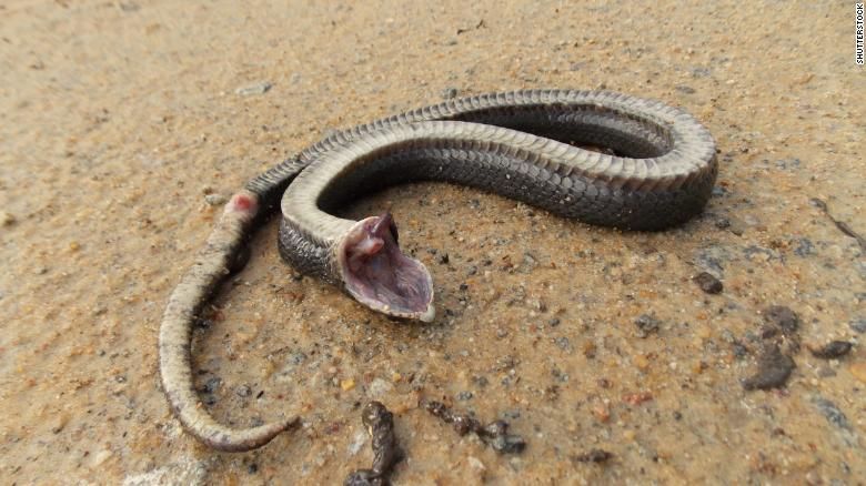 'Zombie snakes' are a lot less scary than they sound - KAKE