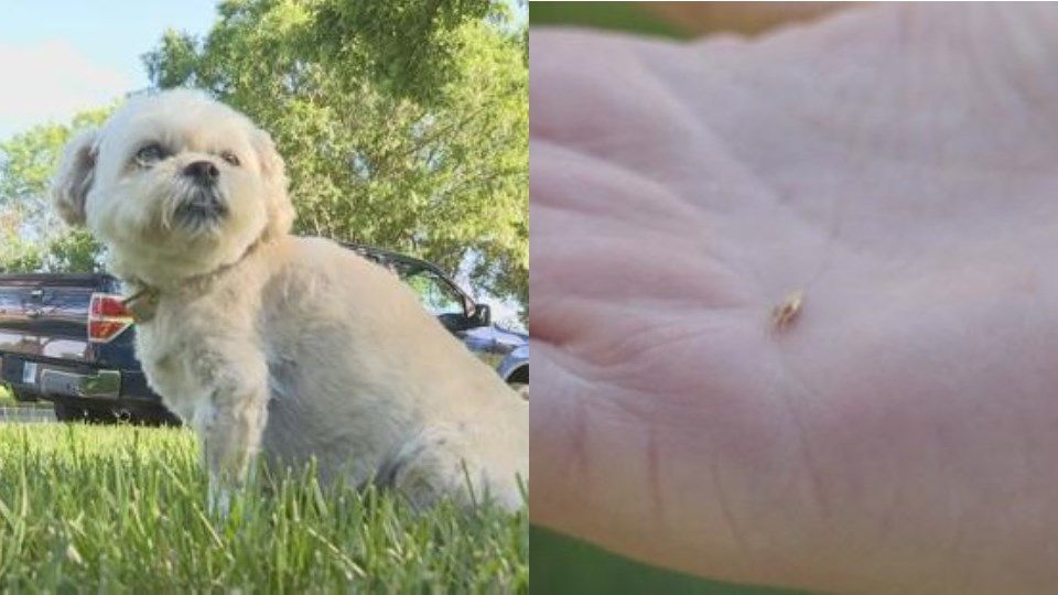 Cheatgrass Dogs Paw - Cheat Dumper