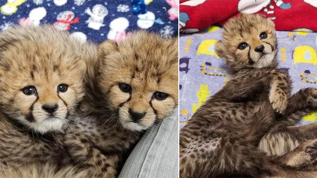 Really Cute Baby Cheetahs