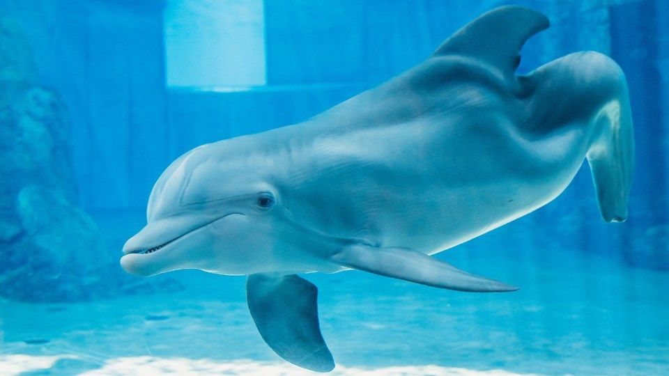 Beloved ‘Dolphin Tale’ star Winter dies at Florida aquarium - KAKE