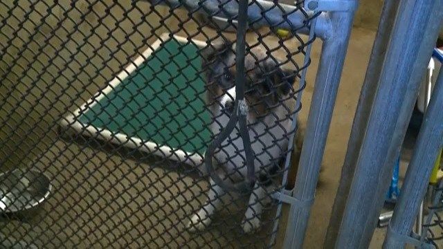 Shelter says more pet owners are giving up their animals, blaming ...