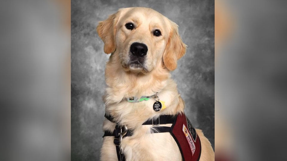 Beloved police dog to appear in school district's yearbooks - KAKE Beloved police dog to appear in school district's yearbooks - KAKE