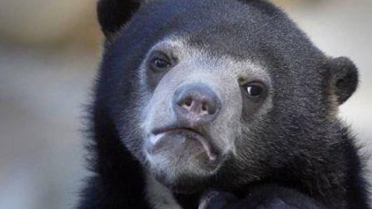 Maine woman punches bear - KAKE